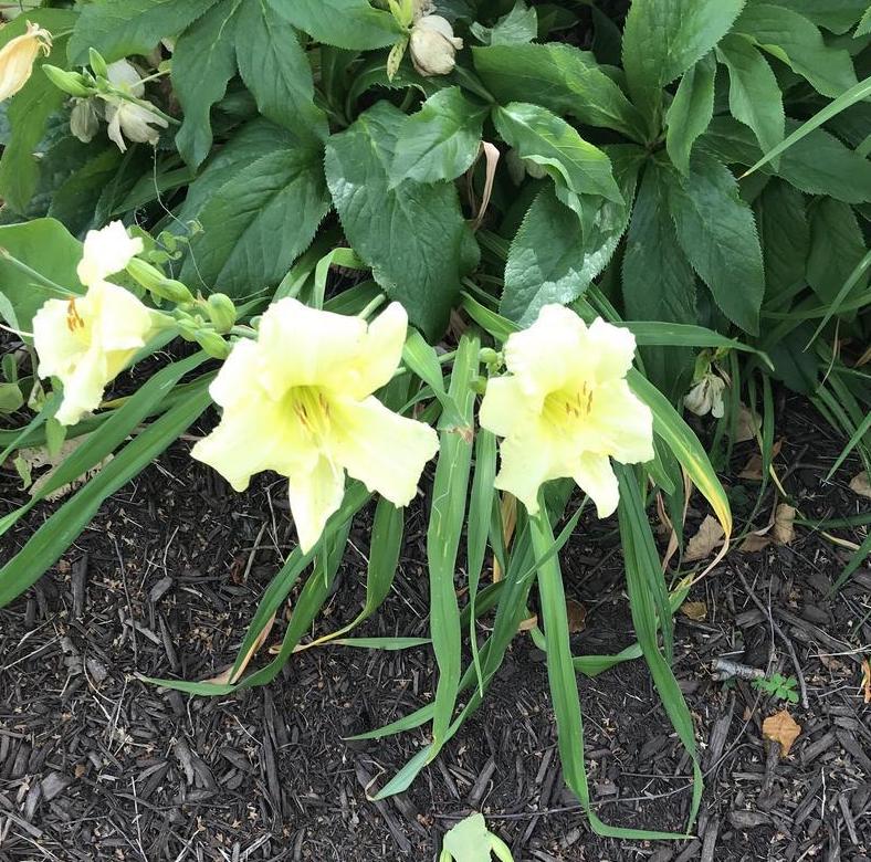 Daylily | Hemerocallis hybrids