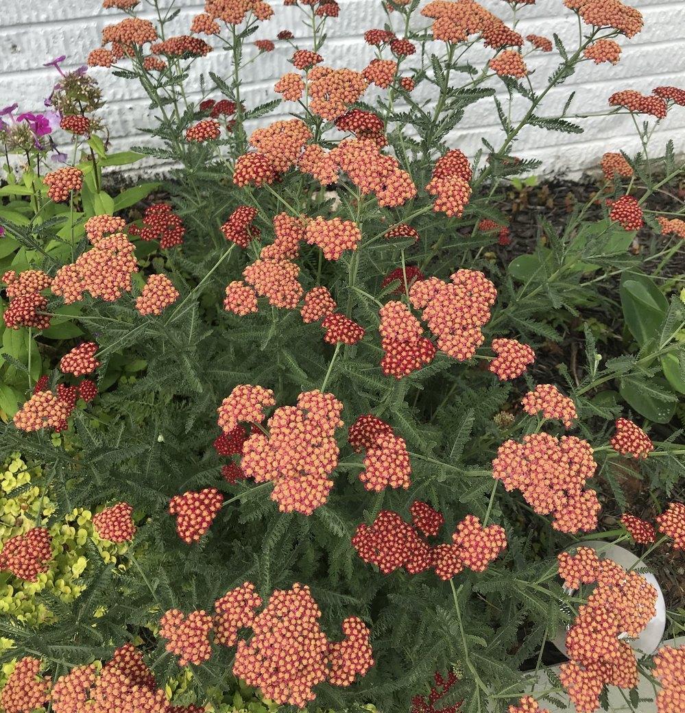 Red Yarrow | Achillea millefolium 'Paprika'