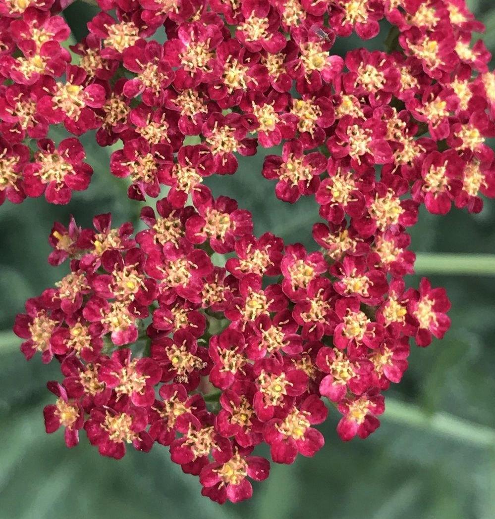 Red Yarrow | Achillea millefolium 'Paprika'